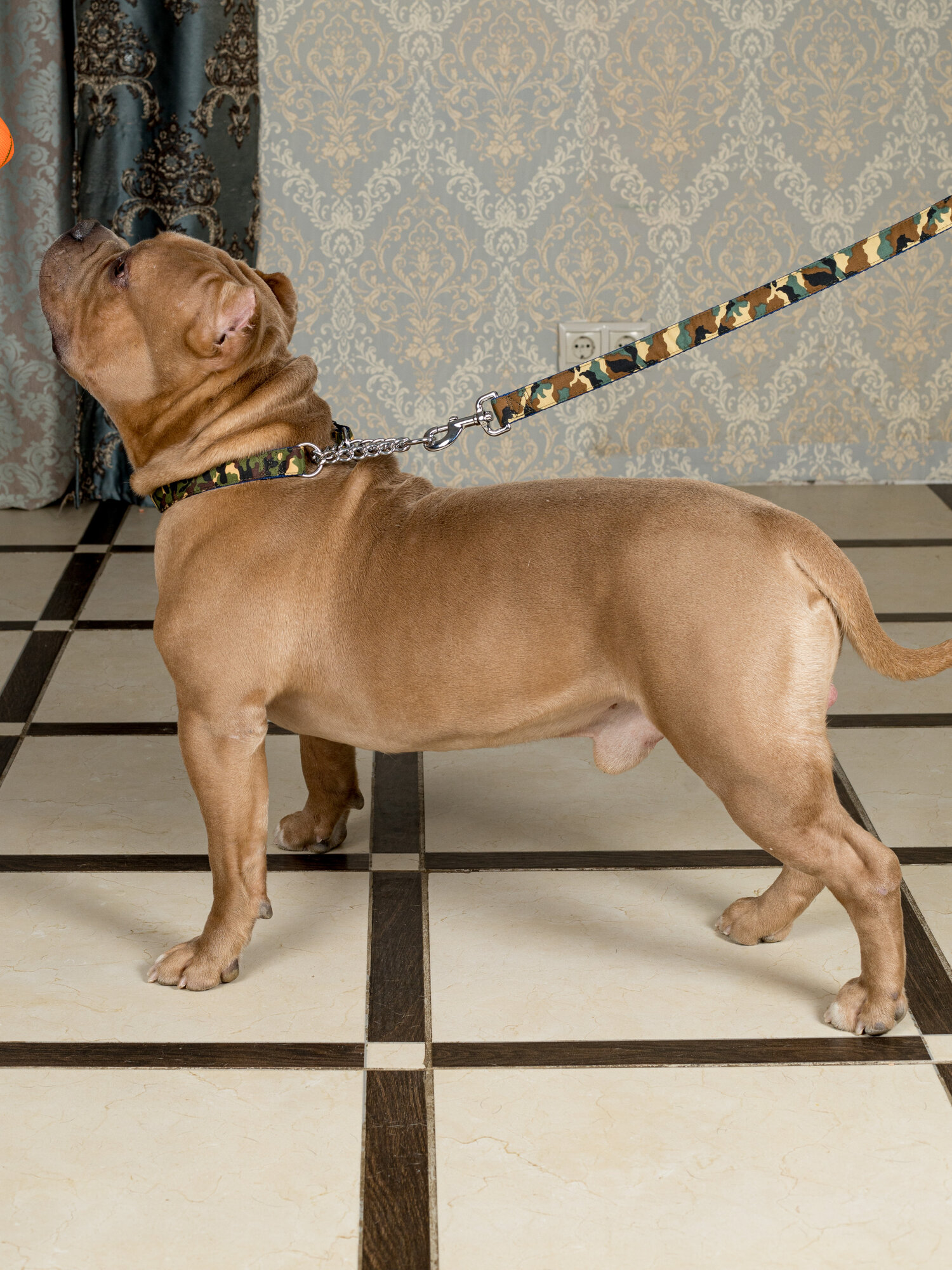 Поводок для собак Japan Premium Pet гибридный в стиле милитари камуфляж, размер L