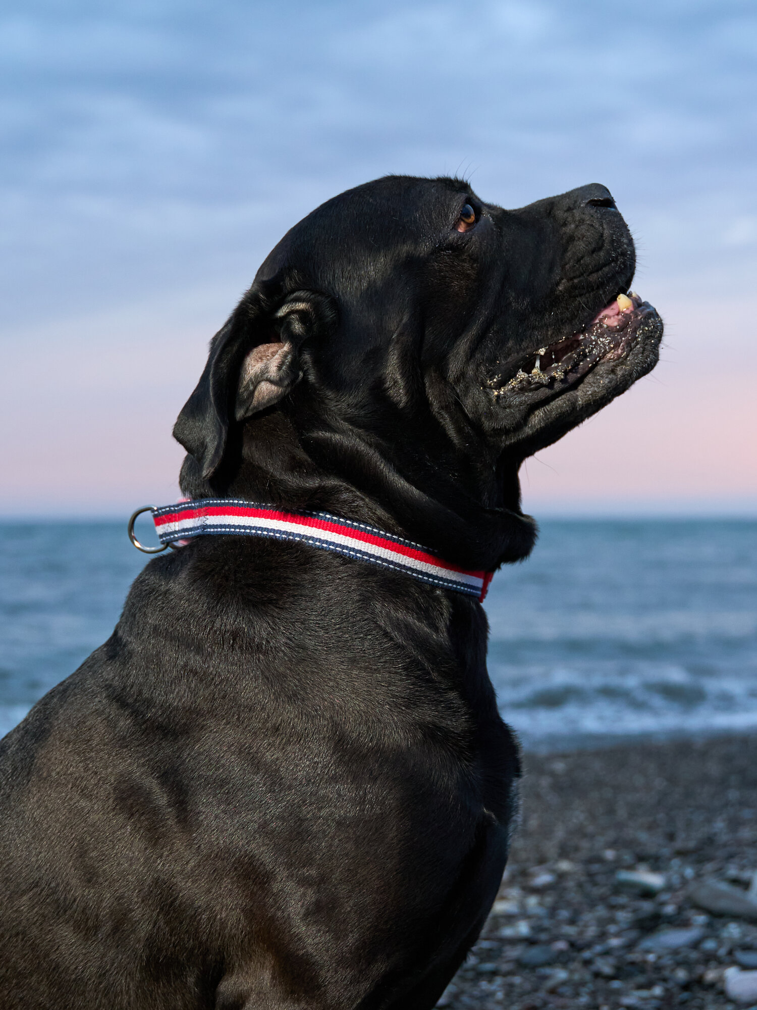 Ошейник для собак гипоаллергенный Japan Premium Pet с силиконовой защитой и двойной защитой Антисрыв, индиго, размер L