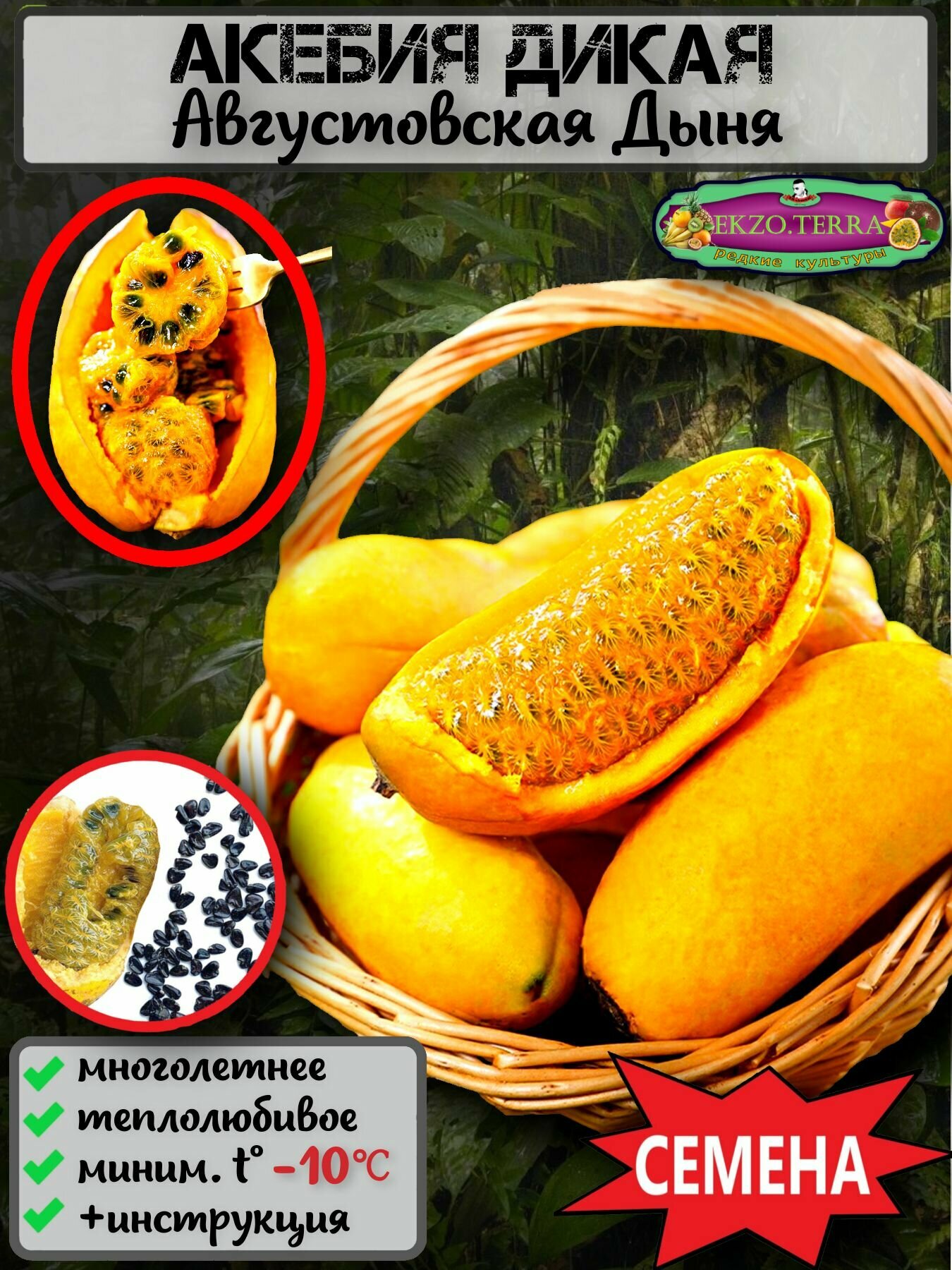 Семена Акебия Дикая (Августовская Дыня) 10 шт.