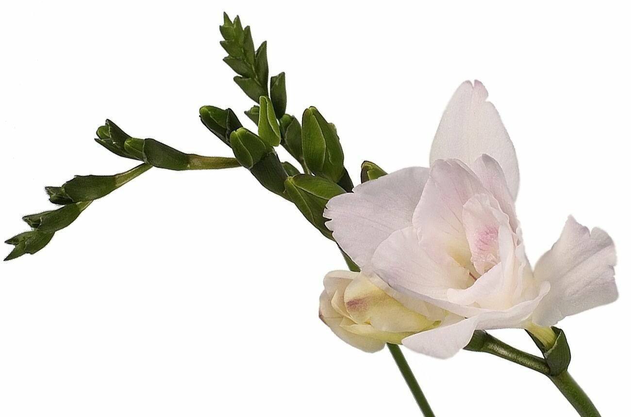 Фрезия Dubbelbloemig Rosario 1шт