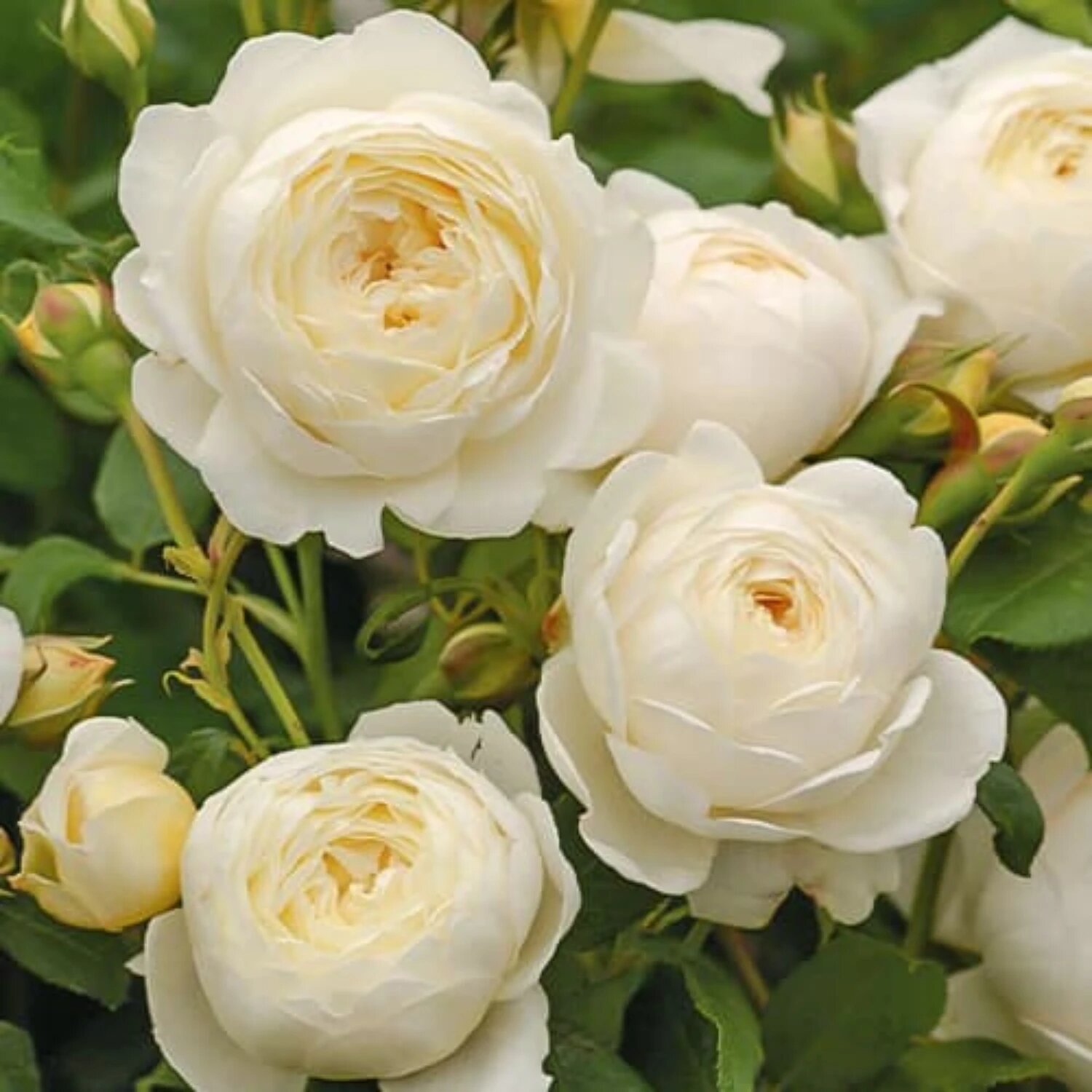 Роза английская Клэр Остин (Claire Austin) , 2 саж , многолетняя , белая