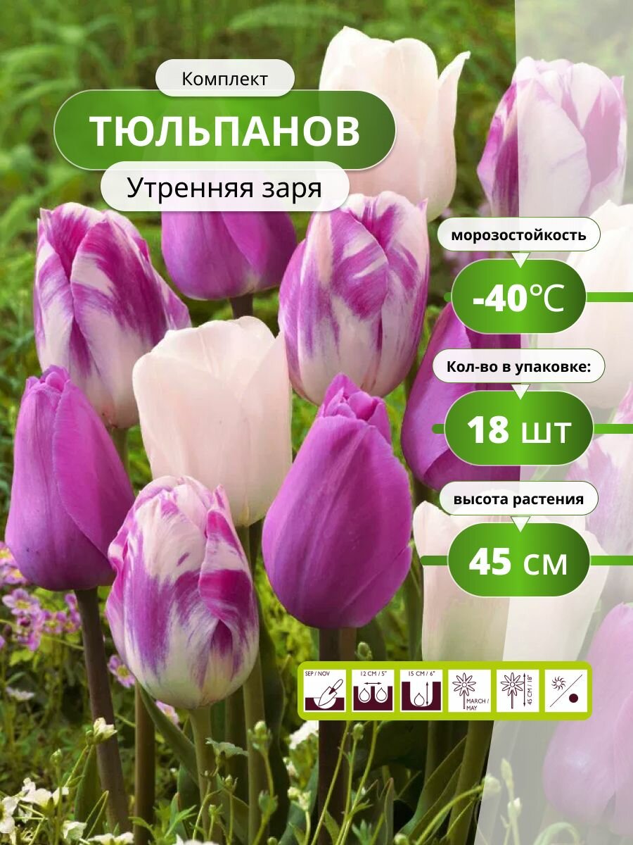 Комплект тюльпанов Утренняя заря 18 луковиц / луковичные многолетние цветы