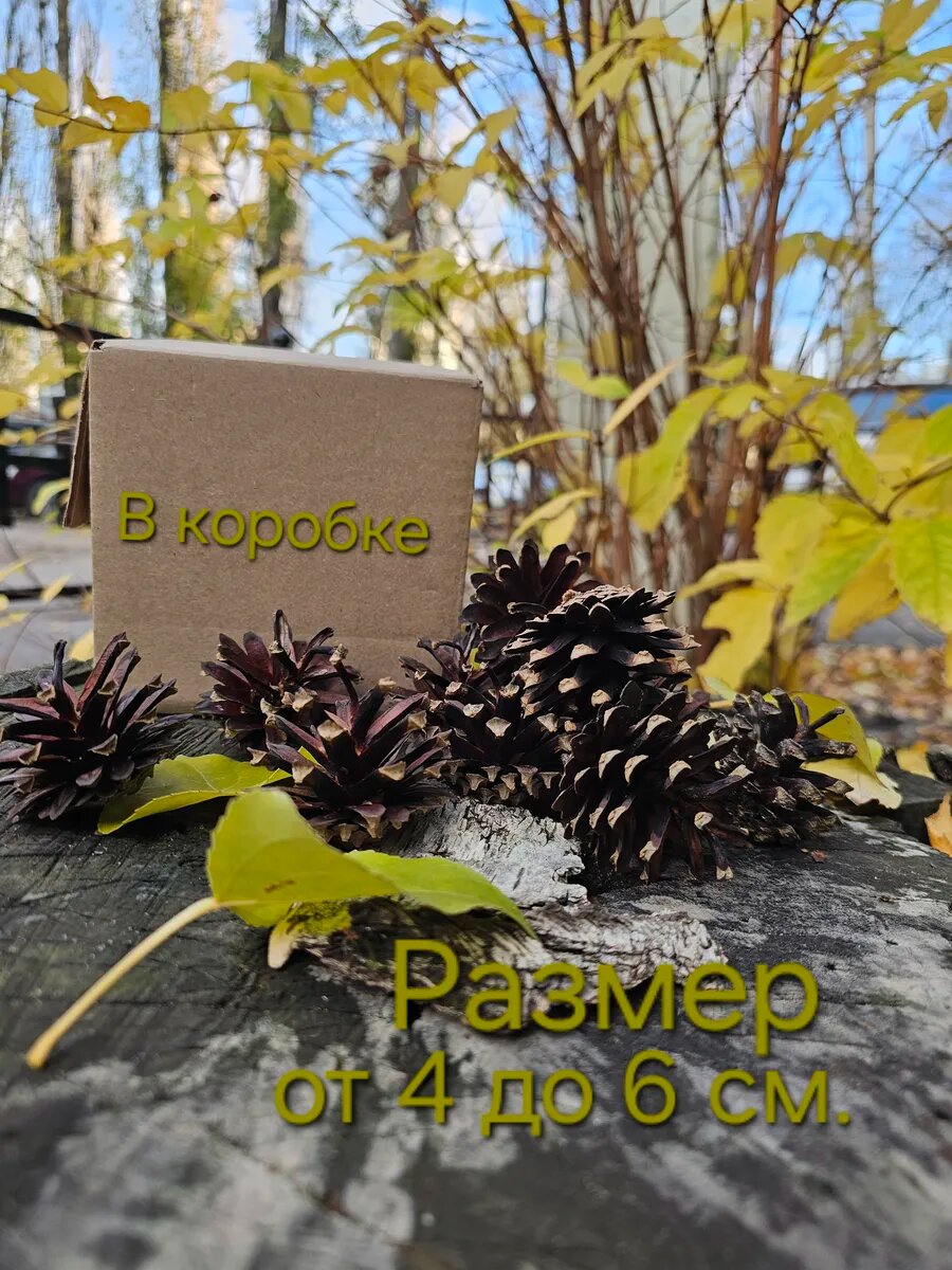 Шишки сосновые, для поделок, 10шт, 3-6см, натуральные, коричневые — фото 1