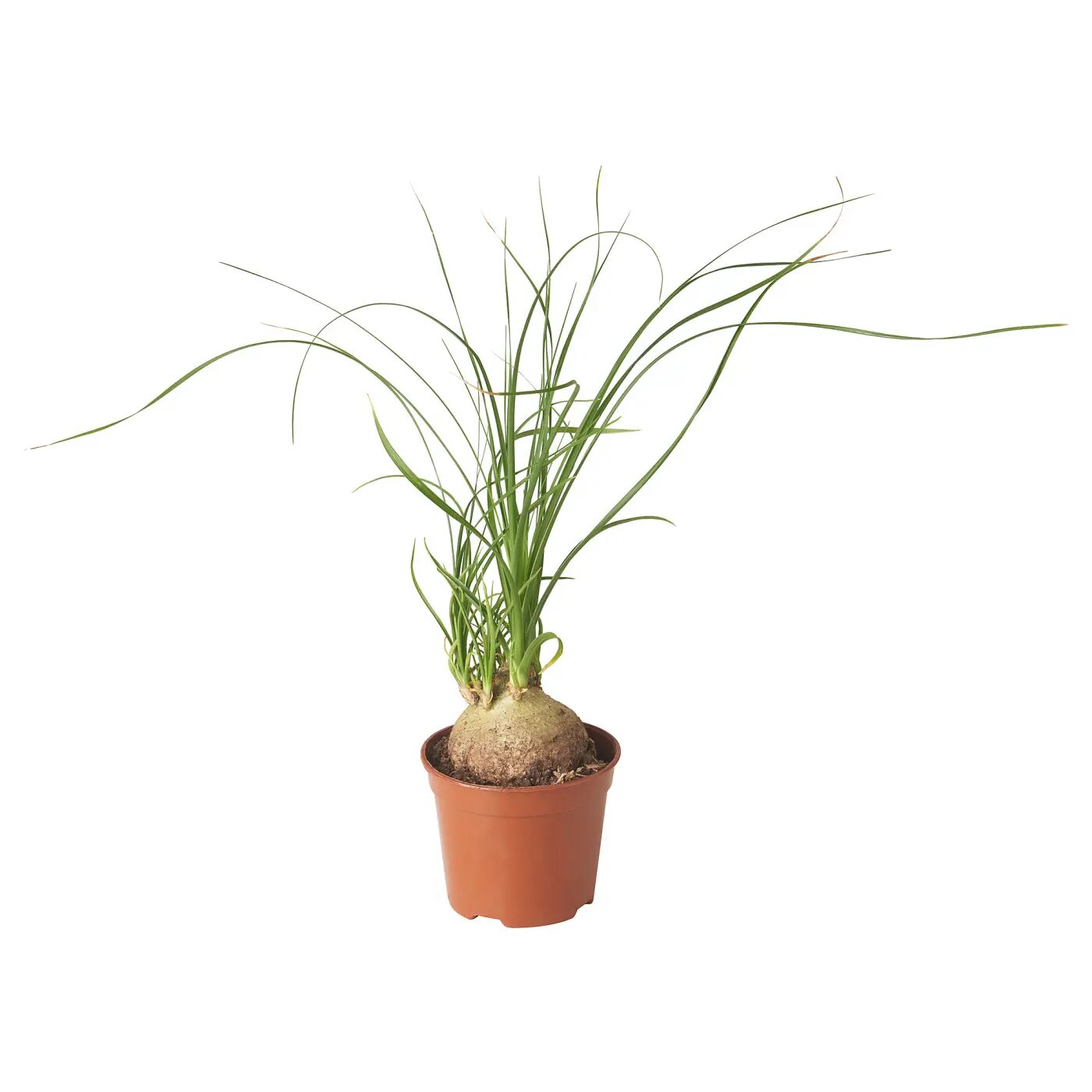 Растение в горшке BEAUCARNEA RECURVATA, Слонова нога, 9 см