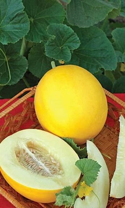 Коллекционные семена дыни Сибирячка F1