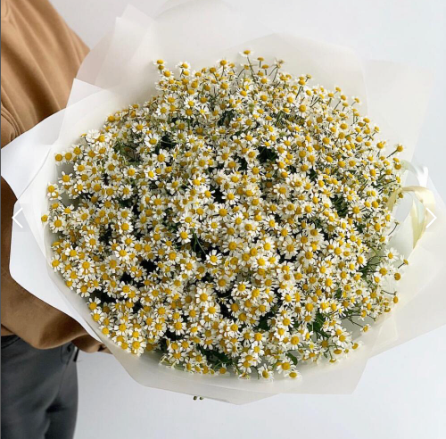 Ромашка кустовая