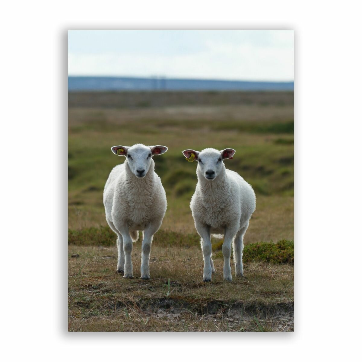 Постер, плакат на бумаге / Овцы / Размер 30 x 40 см