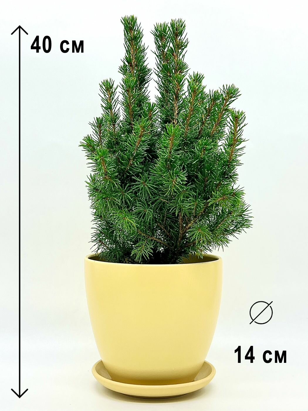 Ель живая Коника в керамическом бежевом горшке с поддоном, высота композиции 30-35см