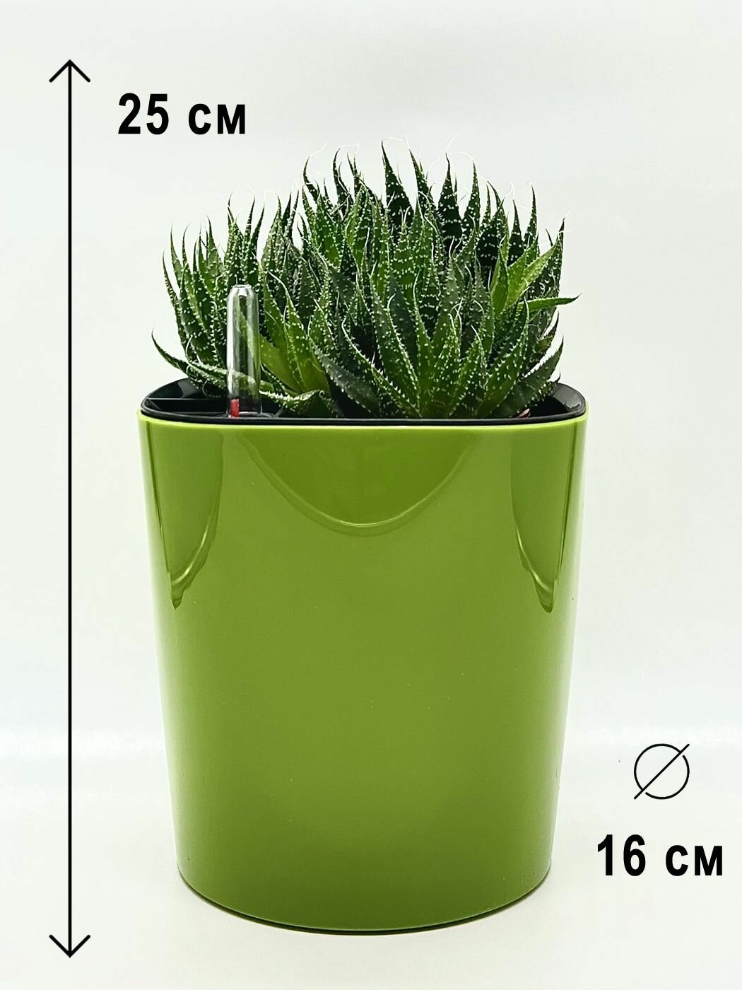 Алоэ Остистое в зеленом пластиковом кашпо с автополивом, высота композиции 20-25см