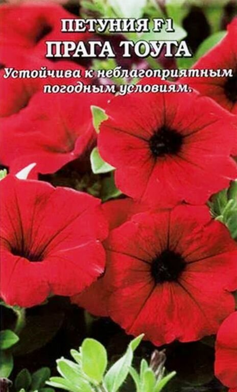 Семена растения Петуния Прага Тоуга