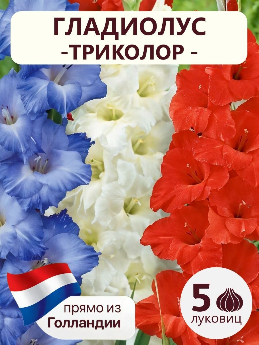 Гладиолусы луковицы крупноцветковые Триколор, 5 шт