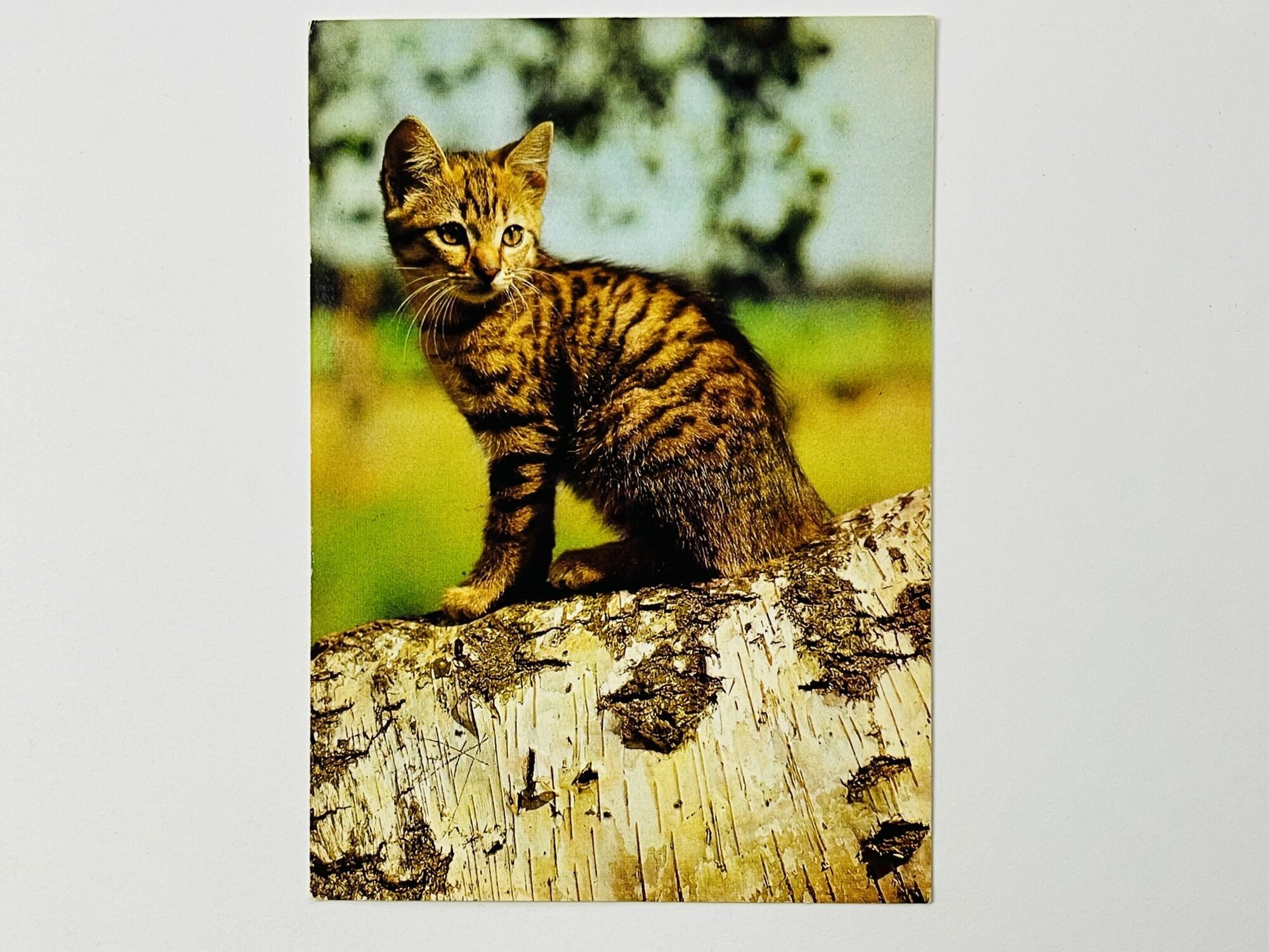 Открытка - Котенок на березе. Чистая