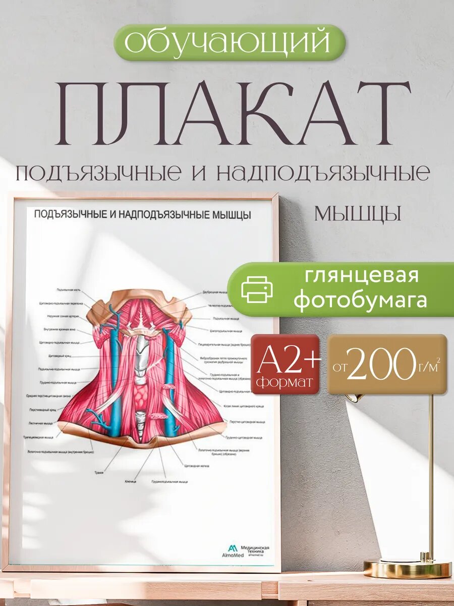 Обучающий плакат "Подъязычные и надподъязычные мышцы (анатомия человека)", размер А2+, глянцевая фотобумага от 200г/м2