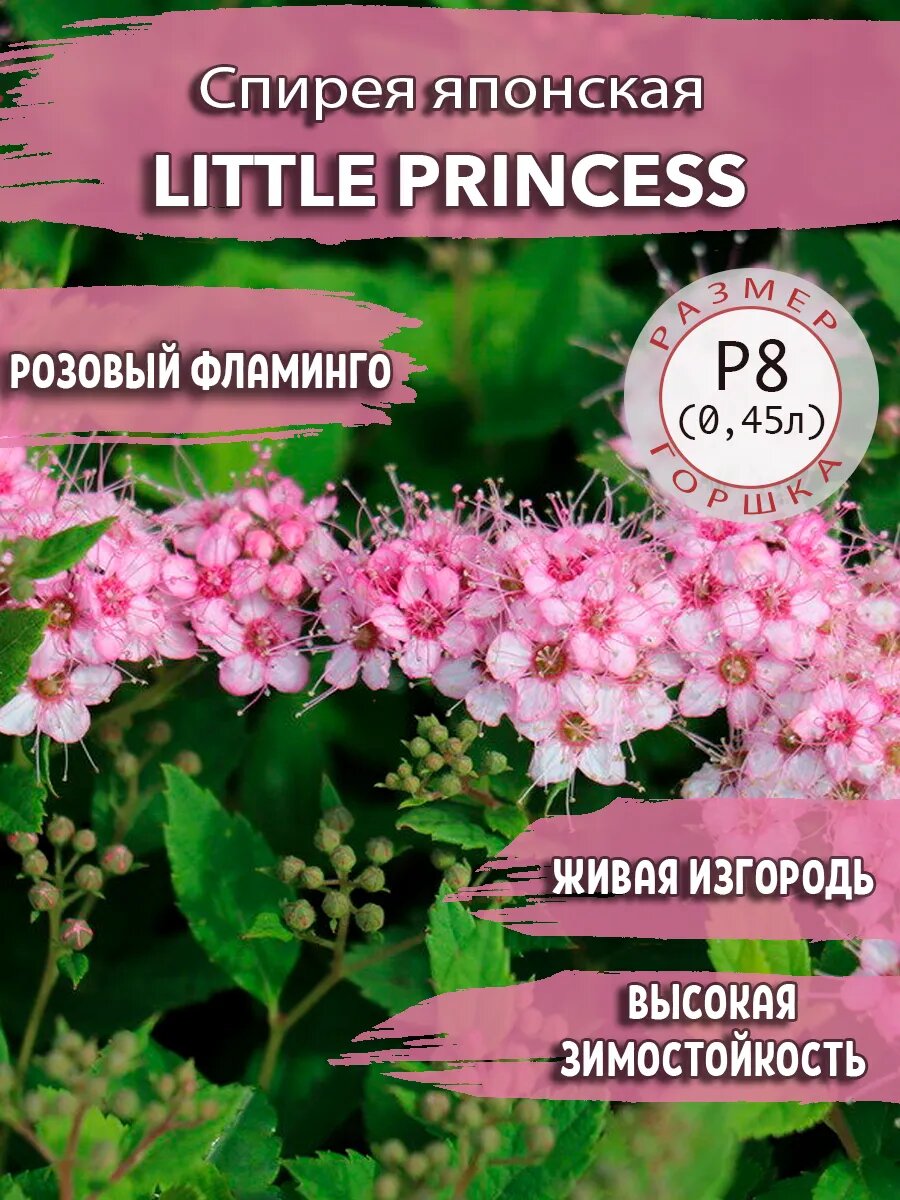 Спирея японская Little Princess