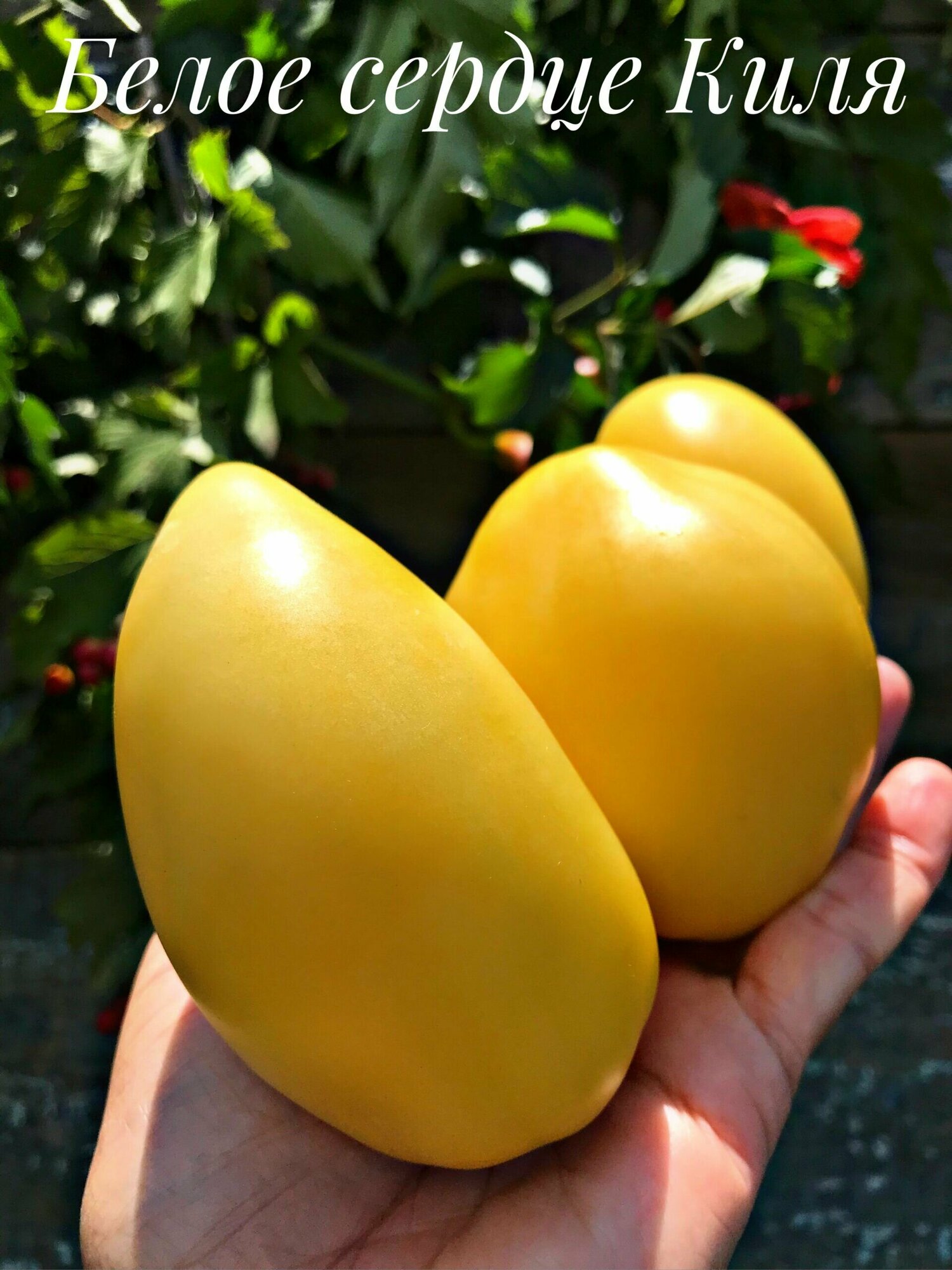 Коллекционные семена томата Белое Сердце Киля