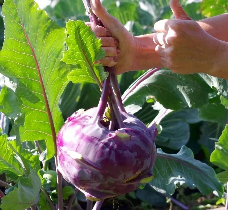 Коллекционные семена капусты кольраби Виолета