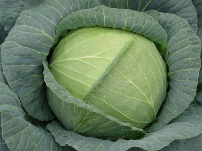 Коллекционные семена капусты б/к F1 Ройал Вантаж ранняя/