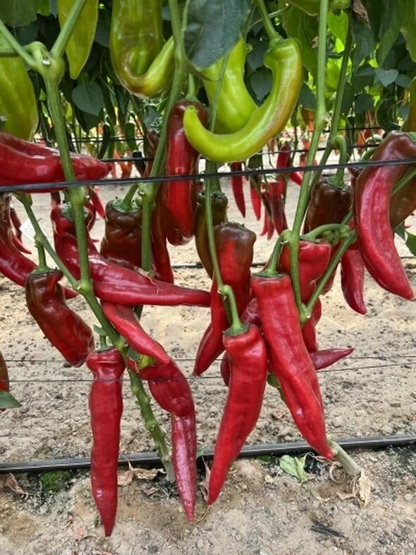 Коллекционные семена перца сладкого Балканец F1