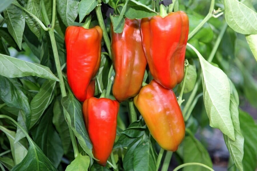 Перец сладкий Славутич, ароматный с тонкой кожицей, идеален для фарширования, высота 50-60 см, 35 семян