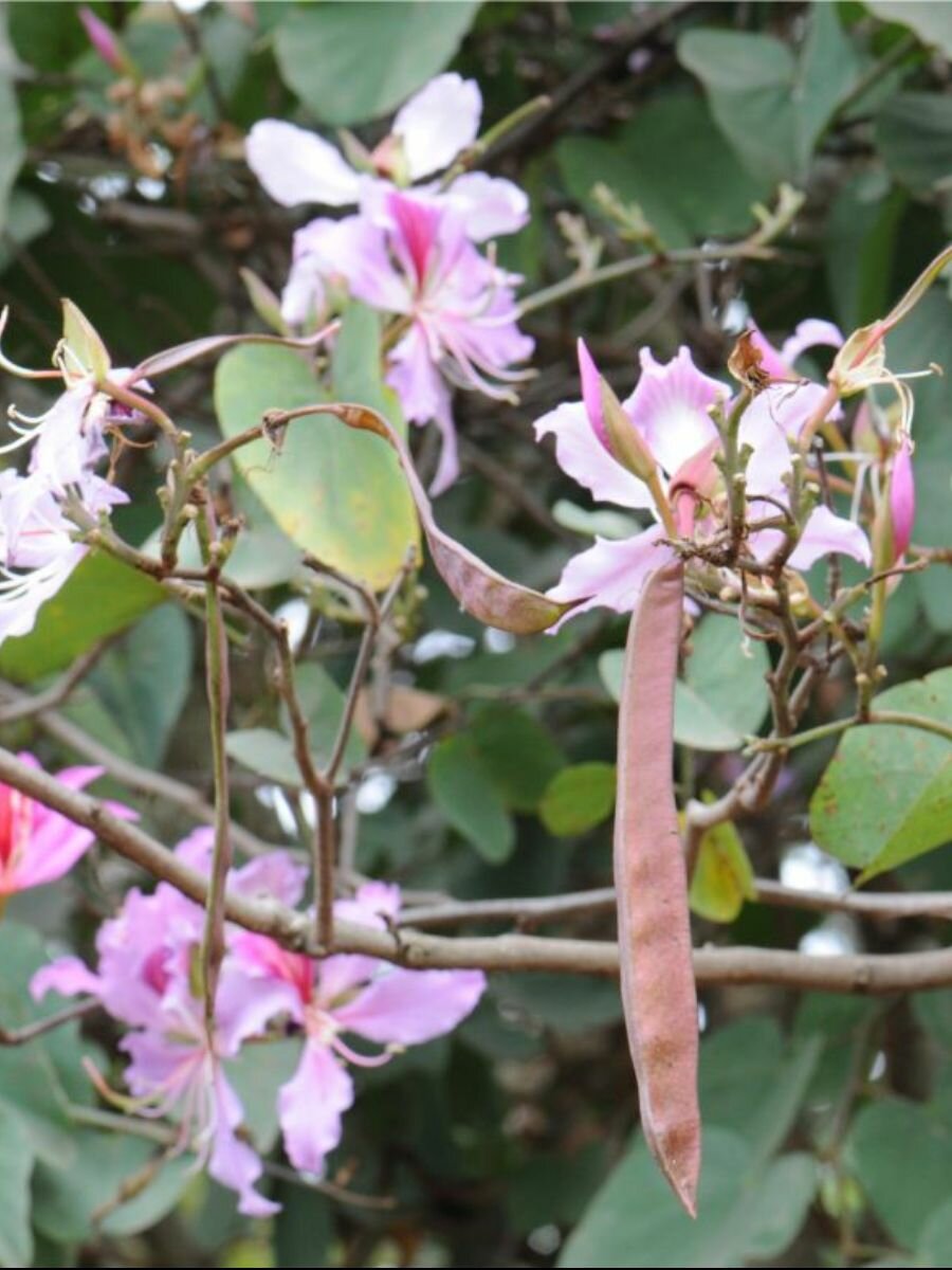 Баухиния Пестрая семена 5 штук