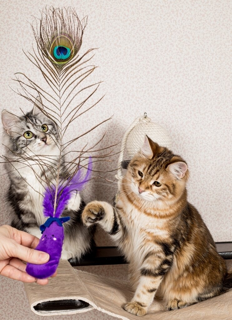 Игрушка для кошек Japan Premium Pet Дразнилка с павлиньим пером и кошачьей мятой, фиолетовая