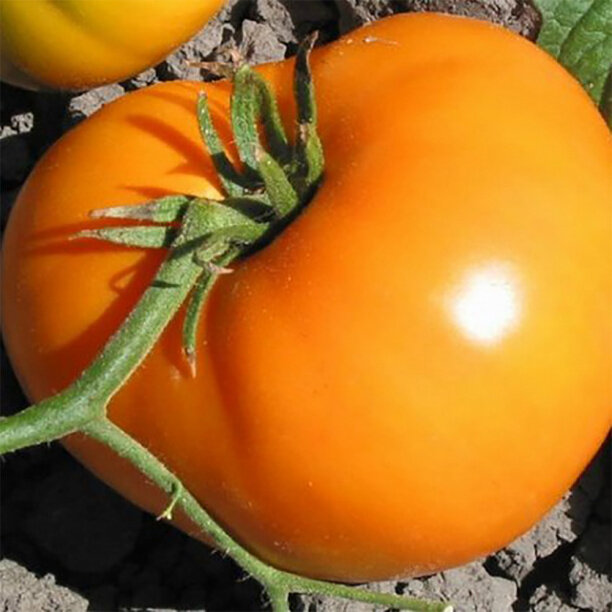 Томат Хурма 0,1 г