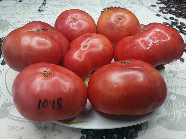Коллекционные семена томата Гном Вкусное Вино