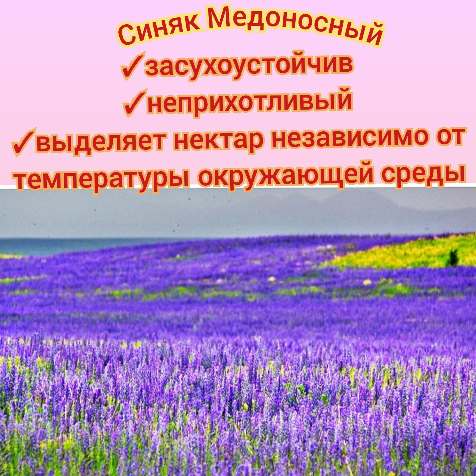 Синяк медоносный семена 1кг, сидират для сада/ пасеки