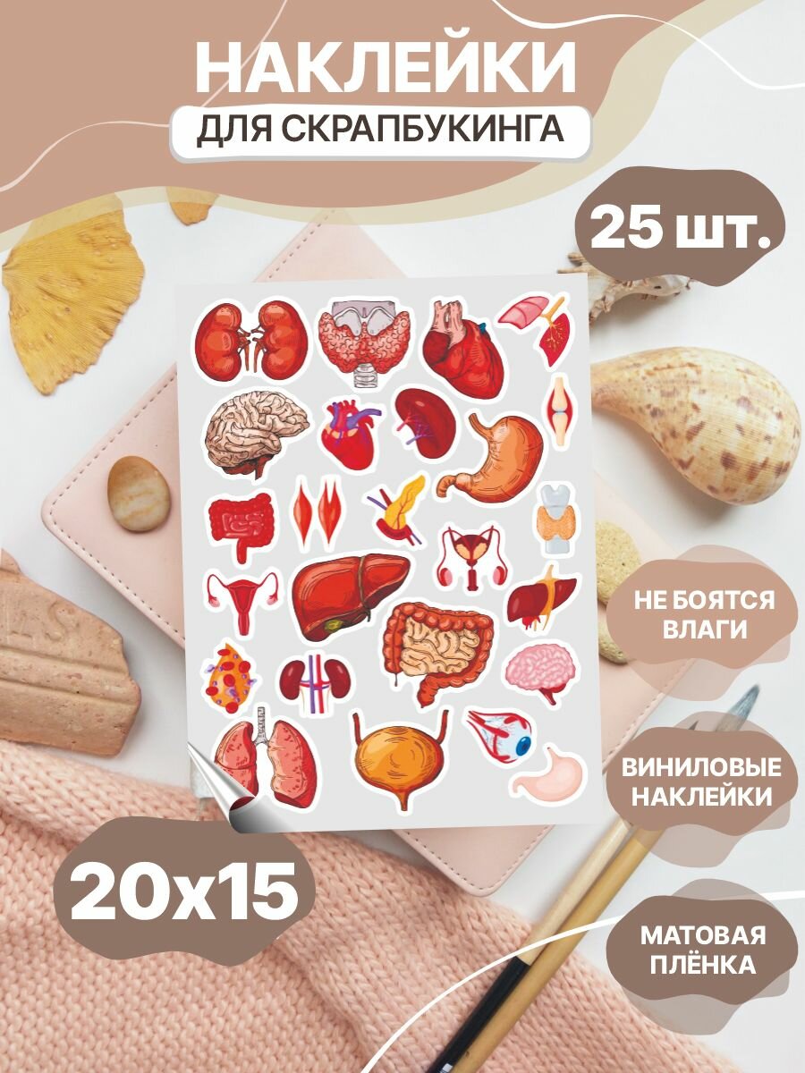 Наклейки для ежедневника Анатомия