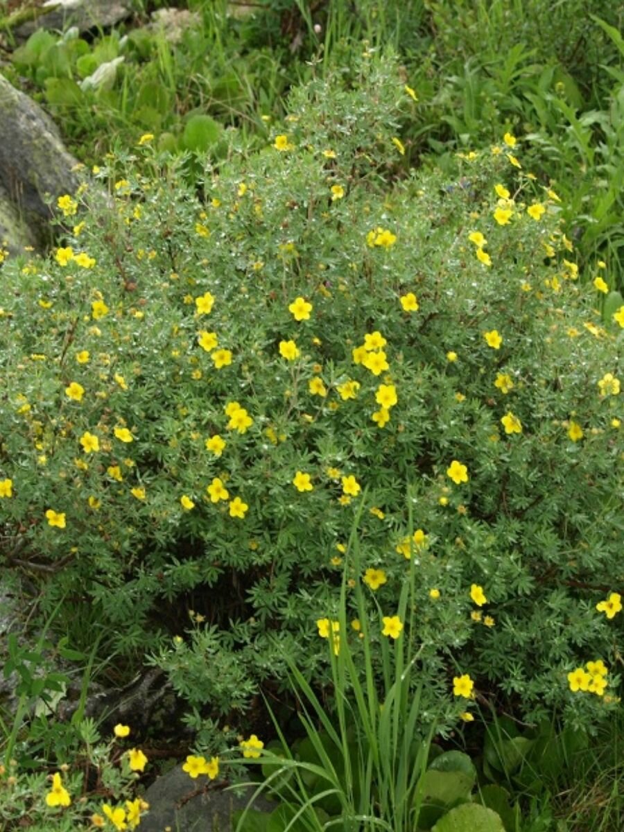 Семена Курильский чай кустарниковый (Dasiphora fruticosa), 25 штук семян
