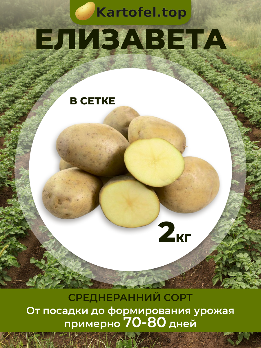 Семенной картофель для посадки Елизавета, 2 кг