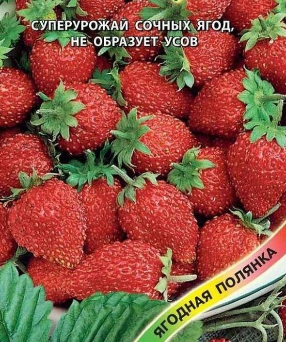 Семена Земляника Али Баба*