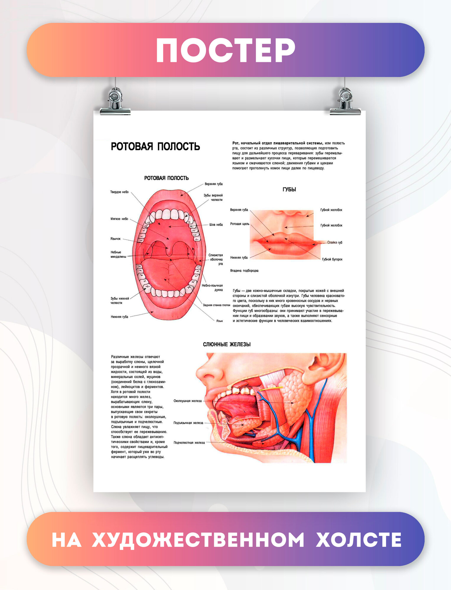 Постер на холсте анатомия полости рта биология больница 30х40 см