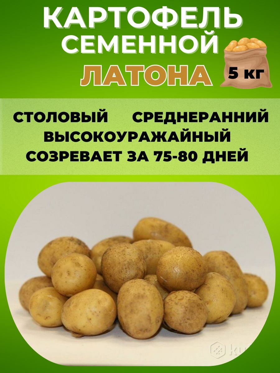 Картофель семенной, клубни на посадку 5кг