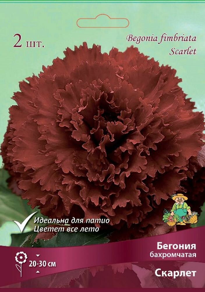 Луковицы поиск бегония бахромчатая скарлет 2 шт