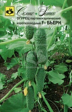 Огурцы Бьёрн F1 5шт.(Семко)