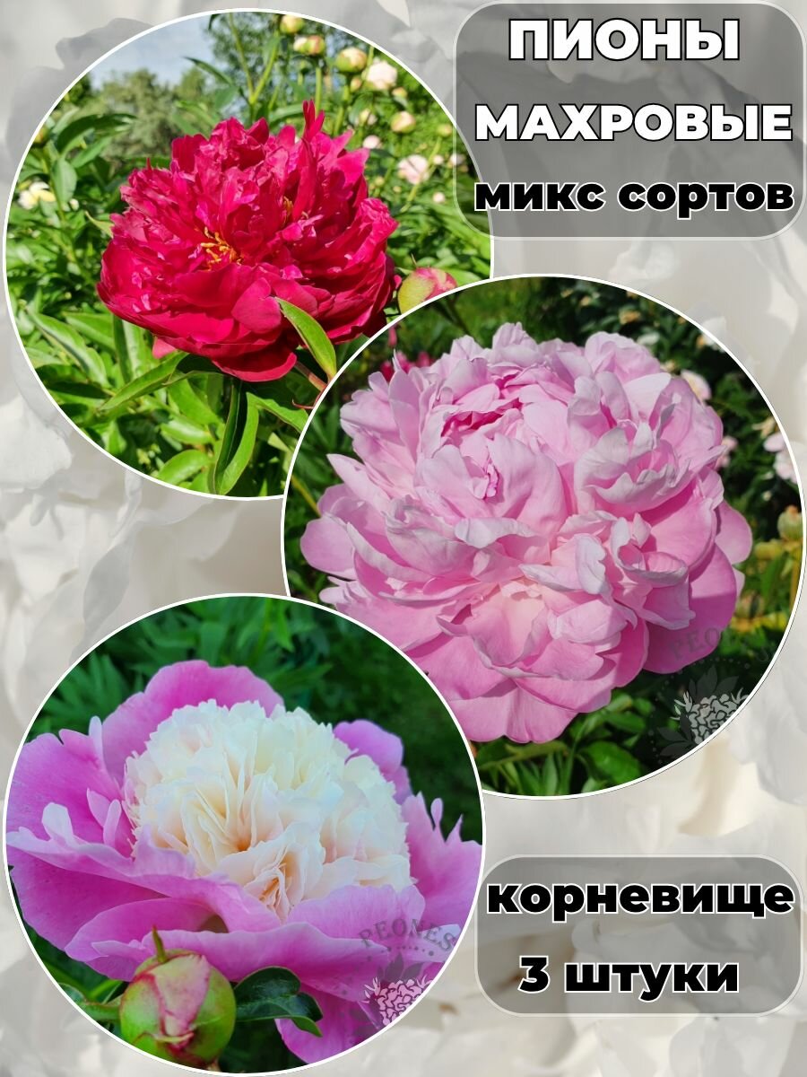 Пионы махровые, многолетние цветы, для вертикального озеленения, микс сортов, 3 штуки
