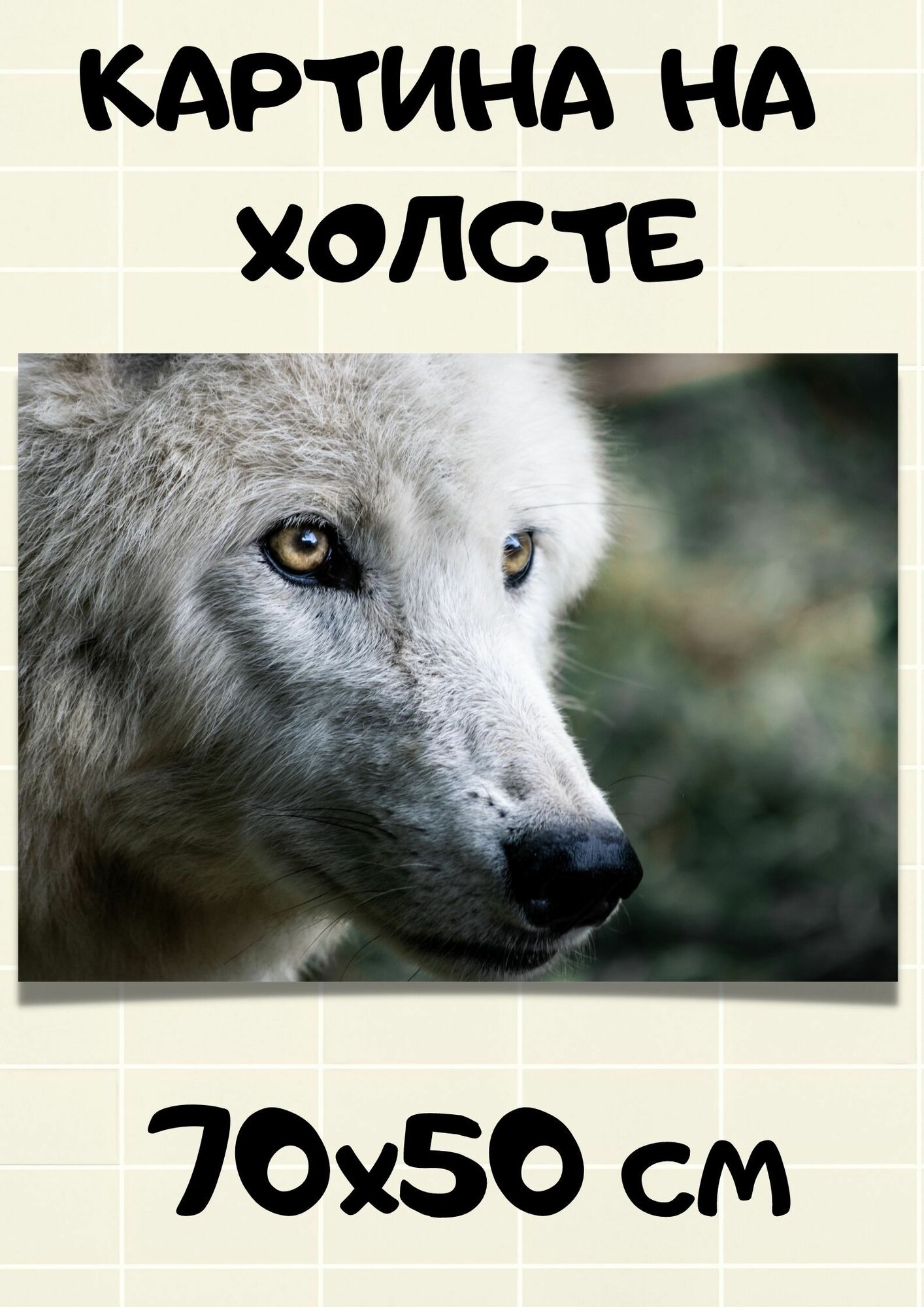 Картина с дикими животными "Голова белого волка" 70х50 см