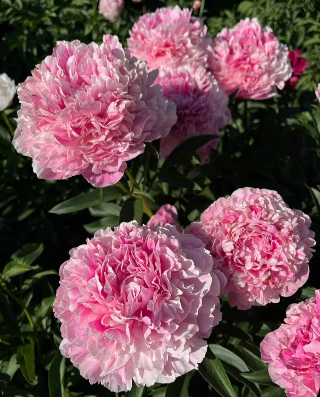 Пион Светлана Удинцева