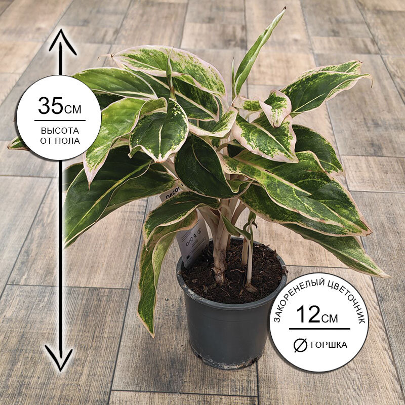 Аглаонема Голден Липстик 12*35, живое комнатное растение в горшке