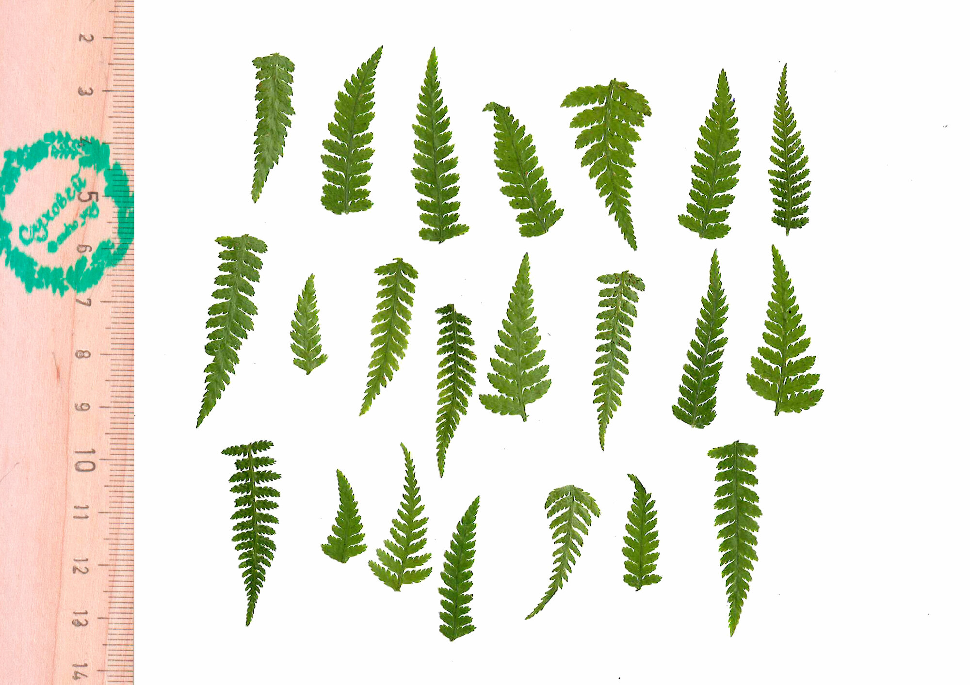 Плоские сухоцветы - Папоротник мини фрагменты для заливки смолой и рукоделия, 50 шт