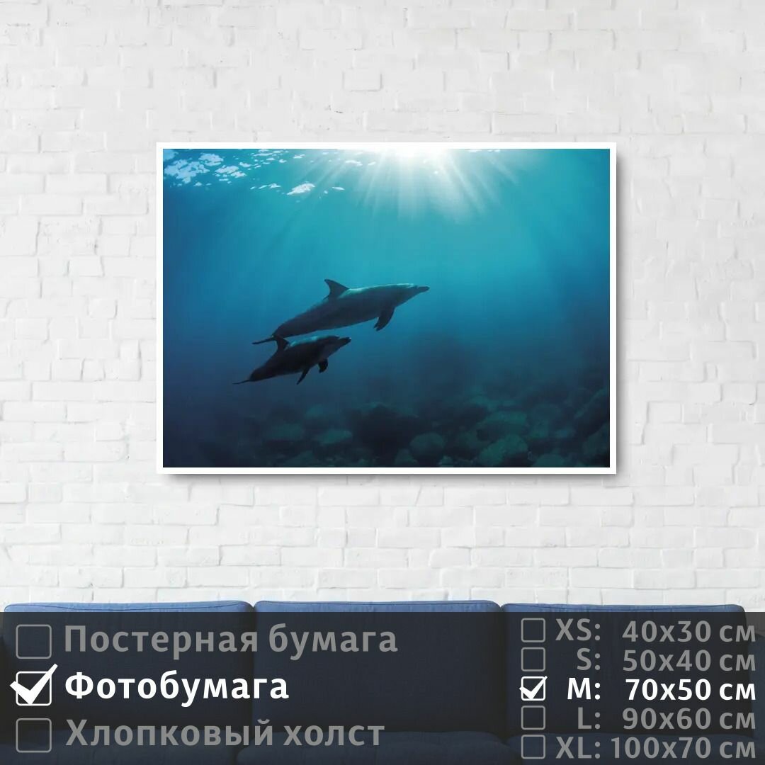 Постер на фотобумаге Два Дельфина Плавают В Глубине Океана 70х50 см ПолиЦентр