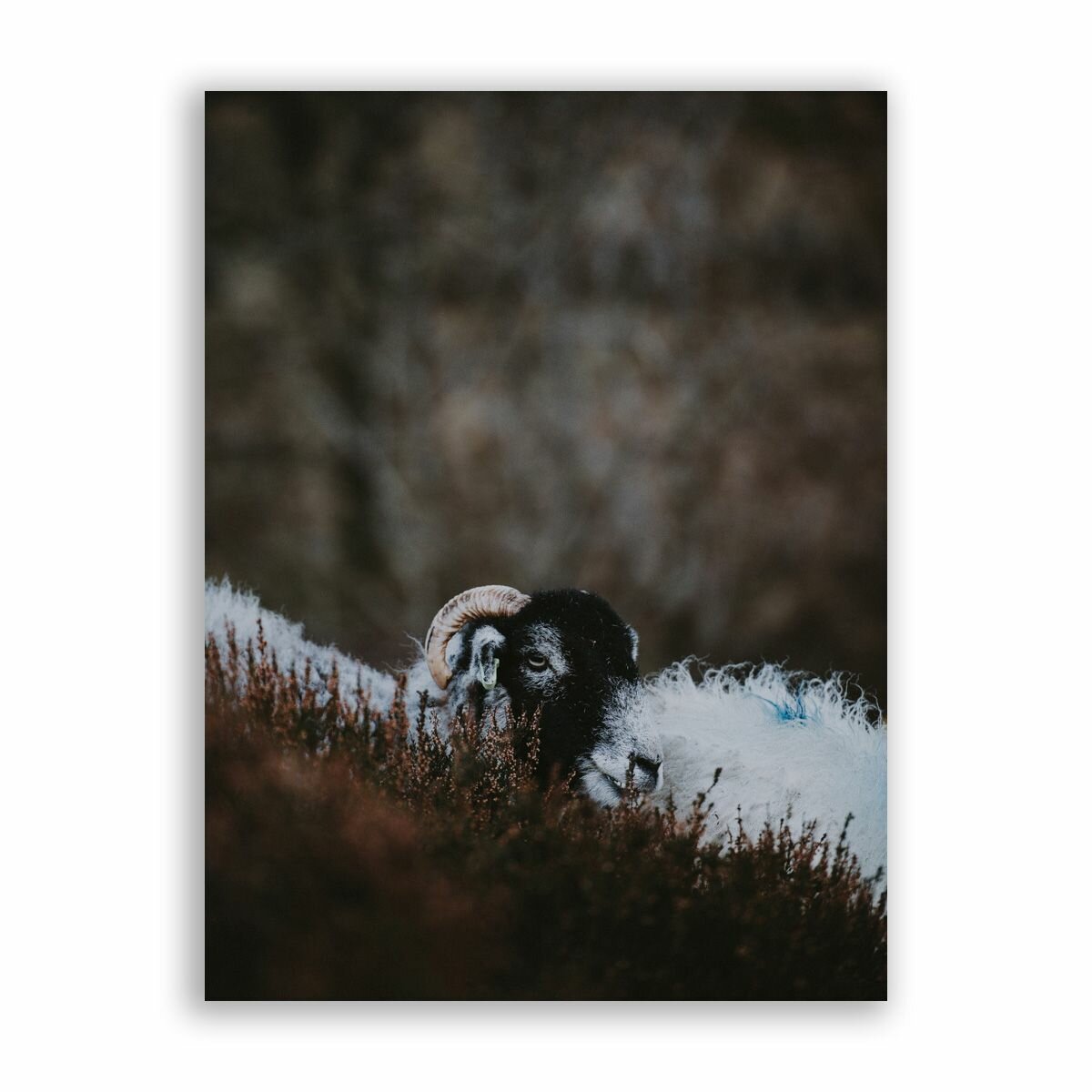 Постер, плакат на бумаге / Овцы / Размер 30 x 40 см