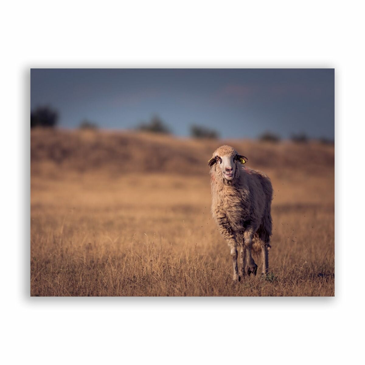 Постер, плакат на бумаге / Овцы / Размер 30 x 40 см