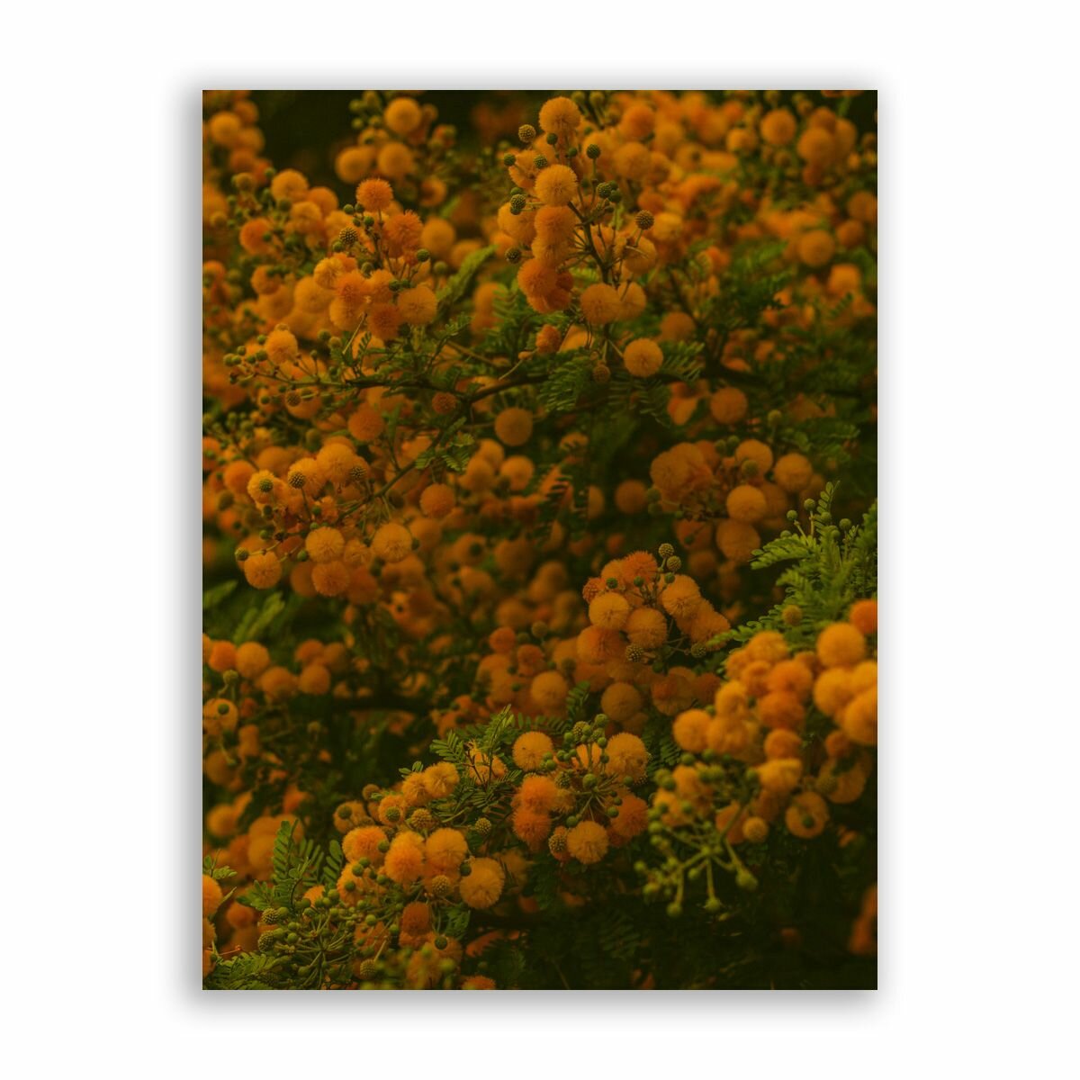 Постер цветы на бумаге / Мимоза / Размер 30 x 40 см