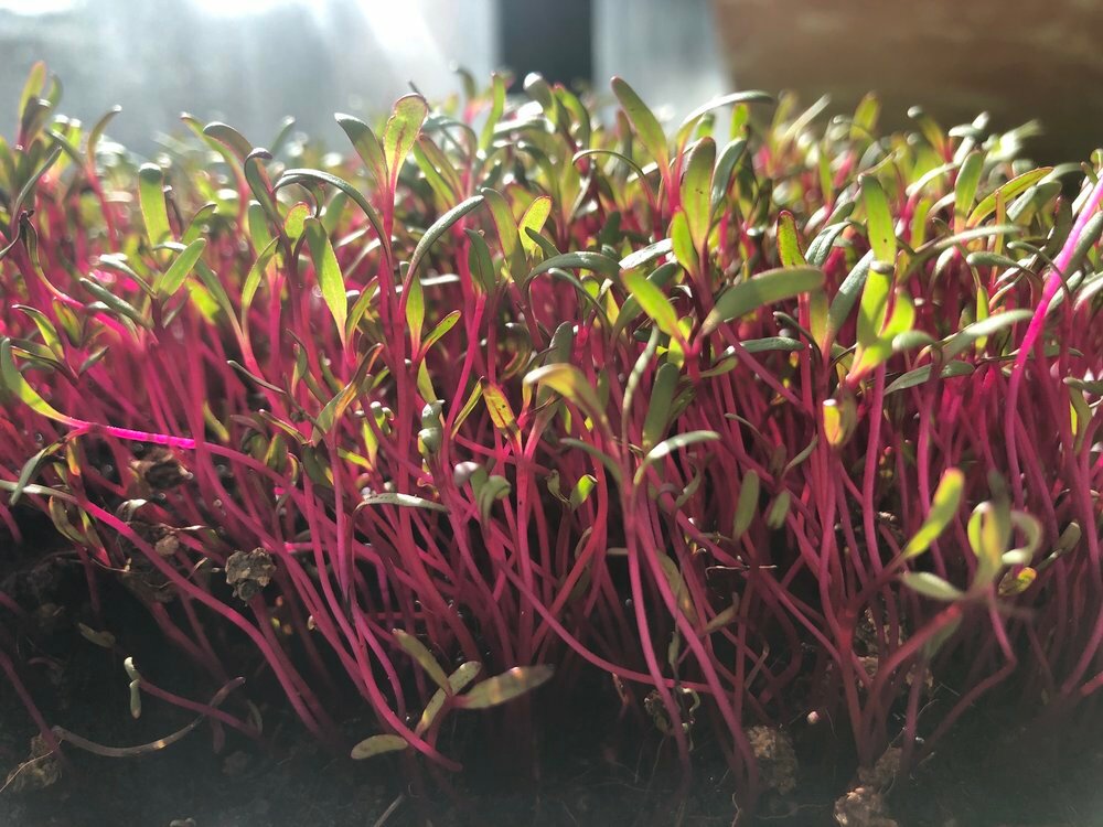 Микросвекла (50 грамм)