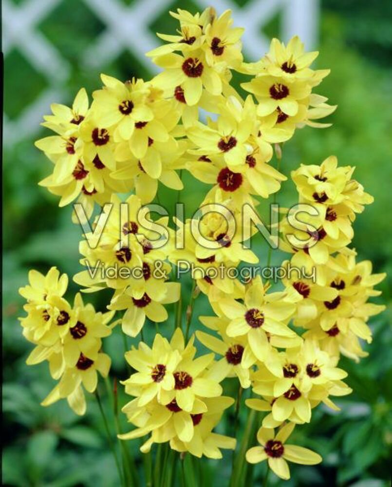 Иксия Йеллоу Имперор 40 мм