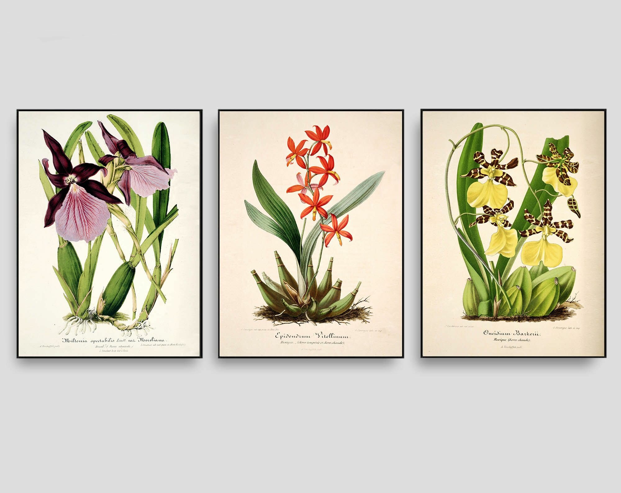 Набор интерьерных постеров "Орхидеи" размер А4, без рамки / Винтажная Ботаника "Царство растений" - ретро иллюстрации, старый учебный плакат для интерьера и в подарок