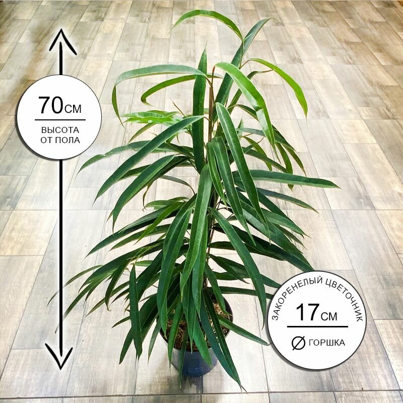 Фикус Беннедикта Али 17*70, живое комнатное растение в горшке, Закоренелый Цветочник