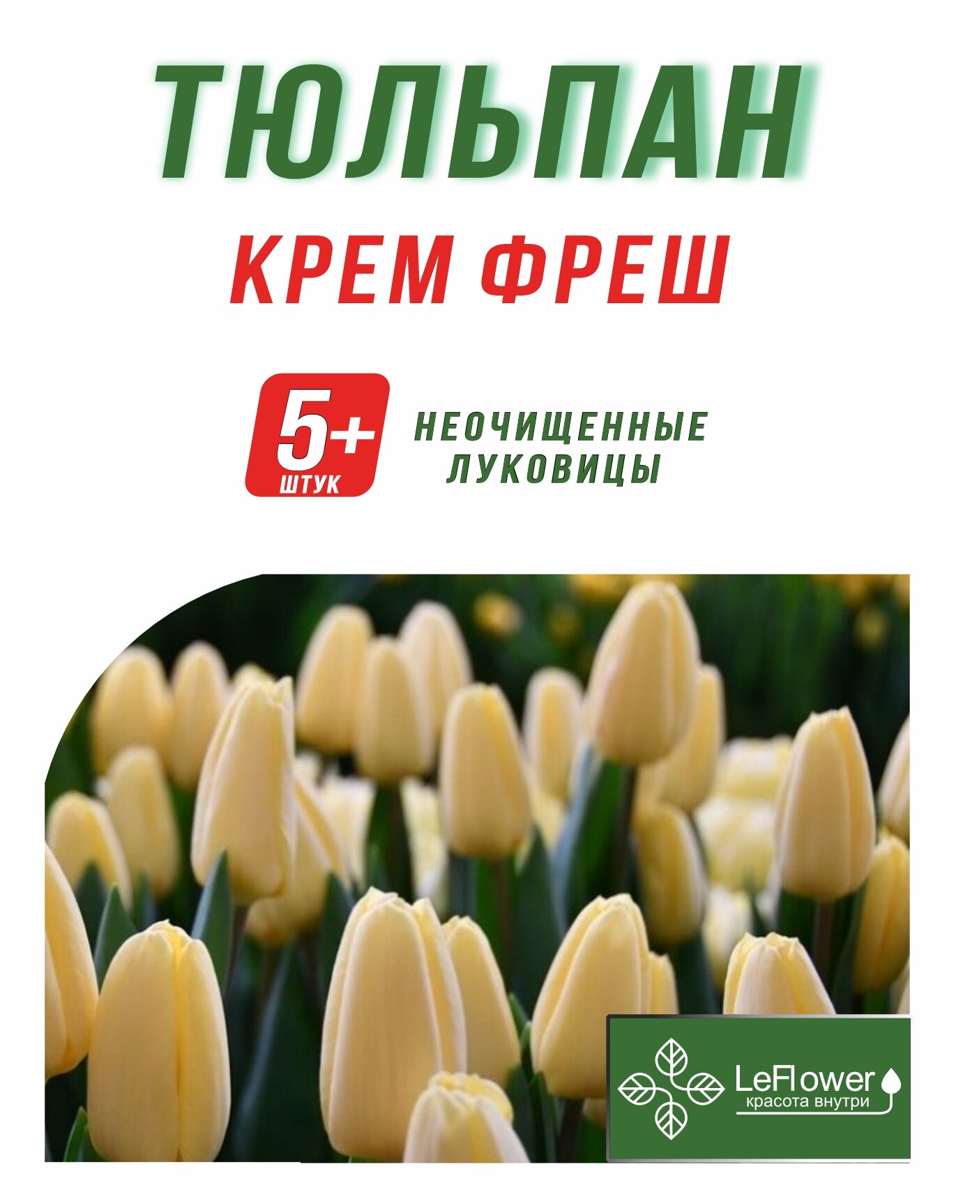 Тюльпан Луковица, Крем Фреш, 5+ шт (LeFlower)